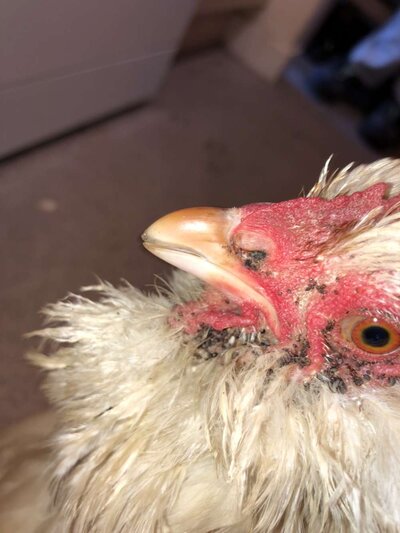 Ticks or stick tight fleas? | BackYard Chickens - Learn How to Raise ...