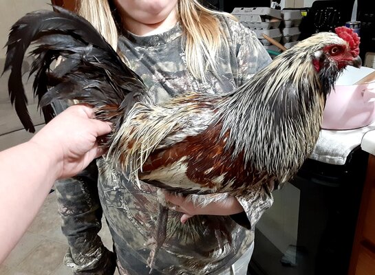 Any distinct breeds with Rusty? | BackYard Chickens - Learn How to ...