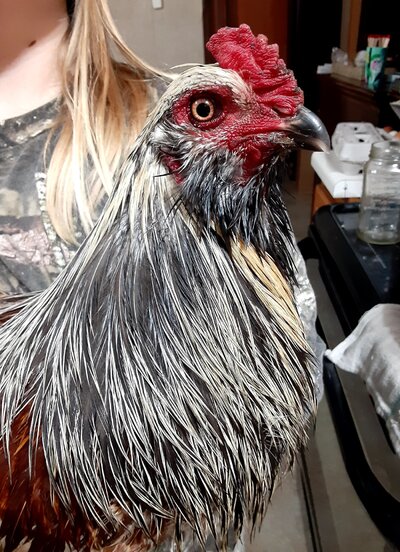 Any distinct breeds with Rusty? | BackYard Chickens - Learn How to ...