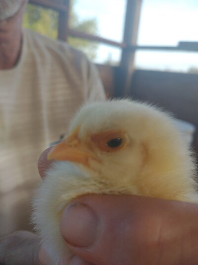 Discoloration around eye | BackYard Chickens - Learn How to Raise Chickens