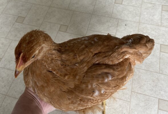 Attachments in thread "Male or female Calico Princess" | BackYard ...