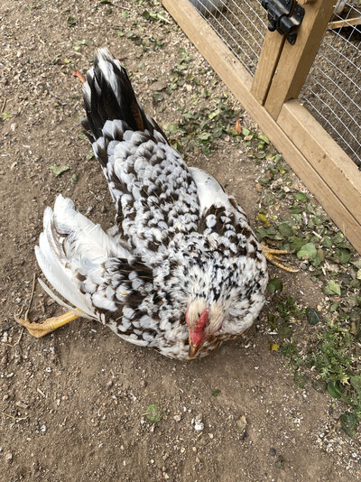 Suddenly lame chicken | BackYard Chickens - Learn How to Raise Chickens