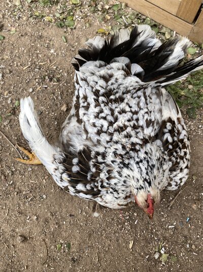 Suddenly lame chicken | BackYard Chickens - Learn How to Raise Chickens