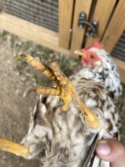 Suddenly lame chicken | BackYard Chickens - Learn How to Raise Chickens