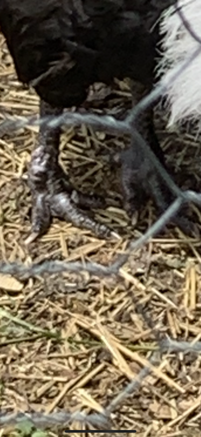 Swollen feet, ankle and knee | BackYard Chickens - Learn How to Raise ...