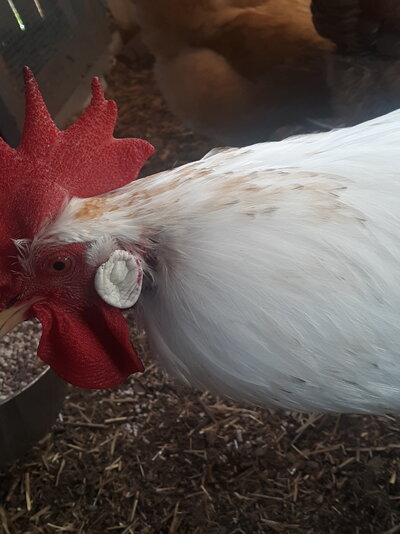 Roosters bleeding wont stop!! | BackYard Chickens - Learn How to Raise ...