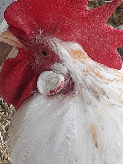 Roosters bleeding wont stop!! | BackYard Chickens - Learn How to Raise ...