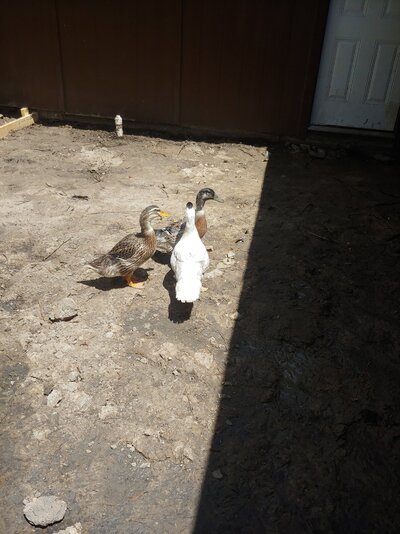 Male or female silver appleyard? | BackYard Chickens - Learn How to ...