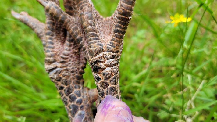 Does this look like the beginning stages of scaly leg mites? | BackYard ...