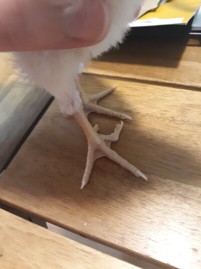 Chick has weird toe, is it broken? | BackYard Chickens - Learn How to ...