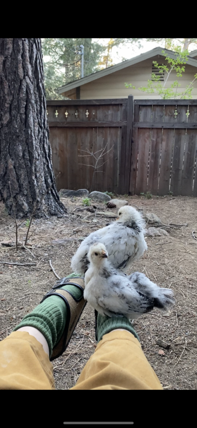 4-week old feather footed chicks breed? Please 🙏🏽 | BackYard Chickens ...