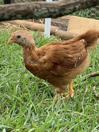 Golden comet pullet??? | BackYard Chickens - Learn How to Raise Chickens