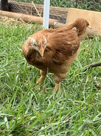 Golden comet pullet??? | BackYard Chickens - Learn How to Raise Chickens