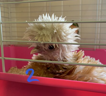 Polish chicks 8 weeks old gender | BackYard Chickens - Learn How to ...