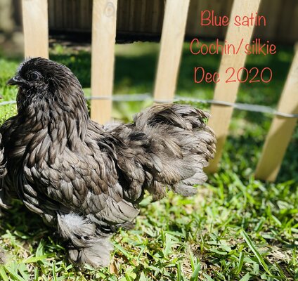 Satin hen? Silkie Cochin? | BackYard Chickens - Learn How to Raise Chickens