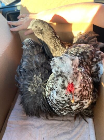 Satin hen? Silkie Cochin? | BackYard Chickens - Learn How to Raise Chickens