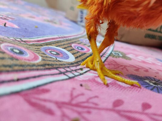 Chick knee/hock bend forward. | BackYard Chickens - Learn How to Raise ...