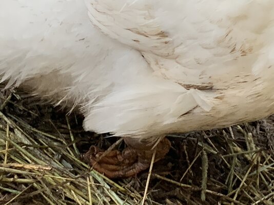 Lame leg | BackYard Chickens - Learn How to Raise Chickens
