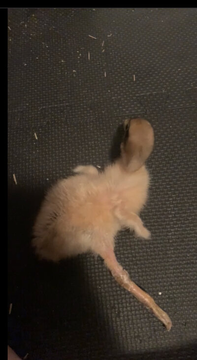 Attachments in thread "Duck with healed broken femur but atrophied ...