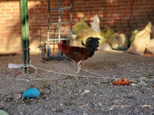 Attachments in thread "Breed of rooster" | BackYard Chickens - Learn ...