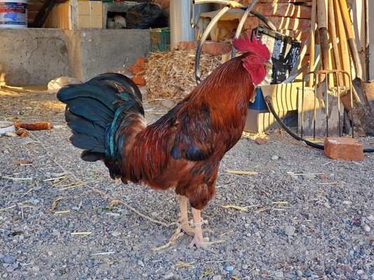 Attachments in thread "Breed of rooster" | BackYard Chickens - Learn ...