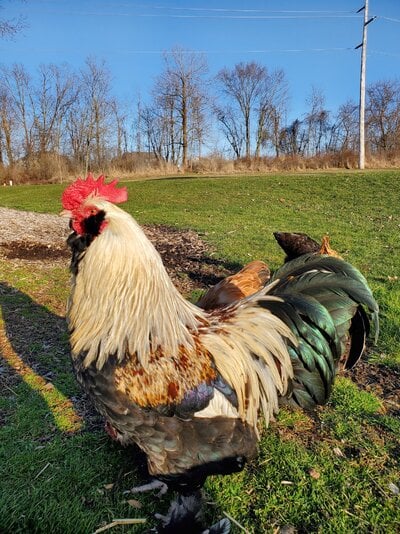 Salmon faverolles 2 weeks old cockrels Medina ohio | BackYard Chickens ...