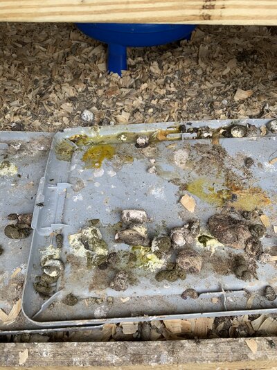 HELP!! Maple my girl is pooping the inside of eggs | BackYard Chickens ...