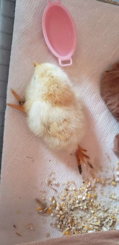 Injured Baby Chick | BackYard Chickens - Learn How to Raise Chickens