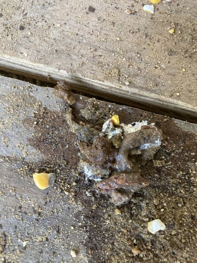 Red/ Orange Poop?? | BackYard Chickens - Learn How to Raise Chickens