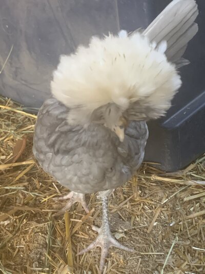 8 week old Polish cockerel or pullet? | BackYard Chickens - Learn How ...