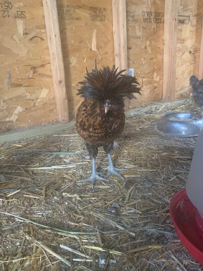 8 week old Polish cockerel or pullet? | BackYard Chickens - Learn How ...