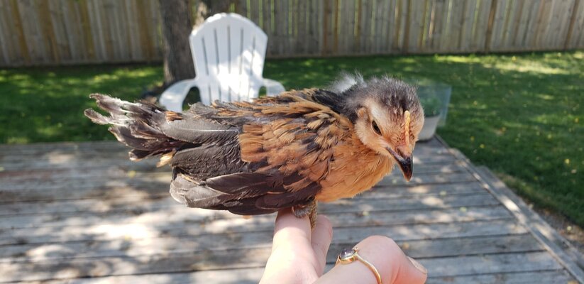 3 quail Belgian bearded d'anvers | BackYard Chickens - Learn How to ...