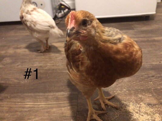 5 week old Easter Eggers- All Roos? | BackYard Chickens - Learn How to ...