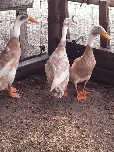 Male or female? Indian runner ducks | BackYard Chickens - Learn How to ...