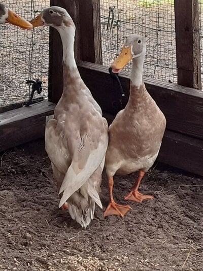 Male or female? Indian runner ducks | BackYard Chickens - Learn How to ...