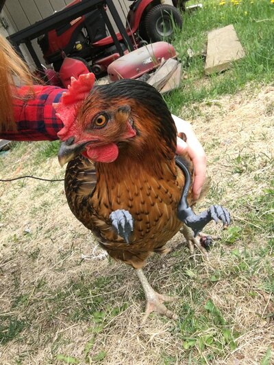 !!Beware of the mini raptor!! | BackYard Chickens - Learn How to Raise ...