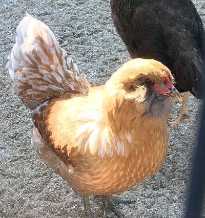 Hen or Roo Easter Egger | BackYard Chickens - Learn How to Raise Chickens