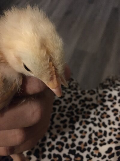 Deformed Beak in chick | BackYard Chickens - Learn How to Raise Chickens