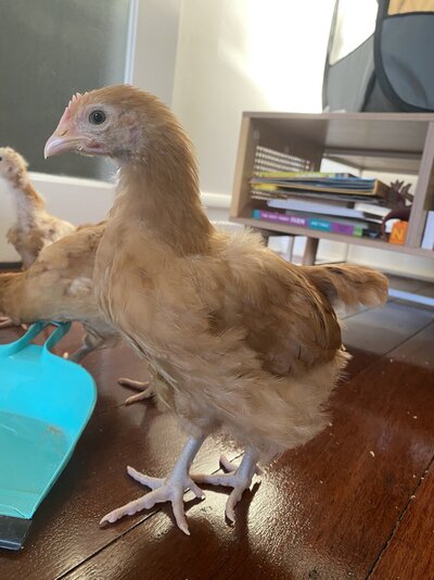 Orpington roo or pullets! | BackYard Chickens - Learn How to Raise Chickens