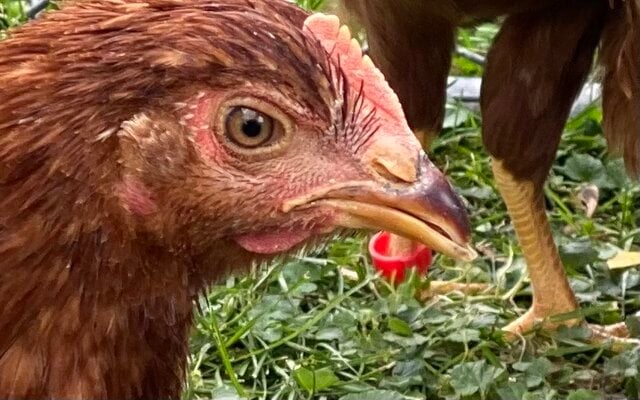 Adopted Clipped Beak Hens | BackYard Chickens - Learn How to Raise Chickens