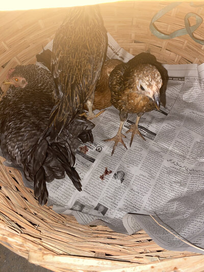 Do my chicks have cocci? Or is it intestinal shedding? Pls do help me ...