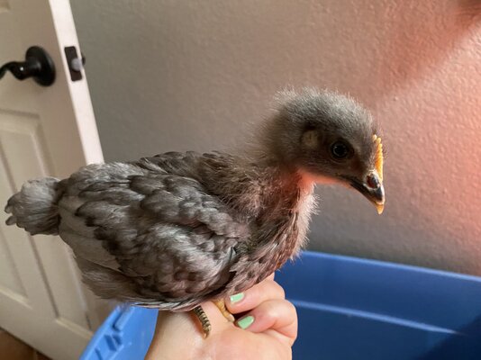 Hoover hatchery breed?? | BackYard Chickens - Learn How to Raise Chickens