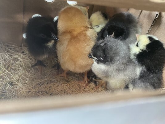 Hoover hatchery breed?? | BackYard Chickens - Learn How to Raise Chickens