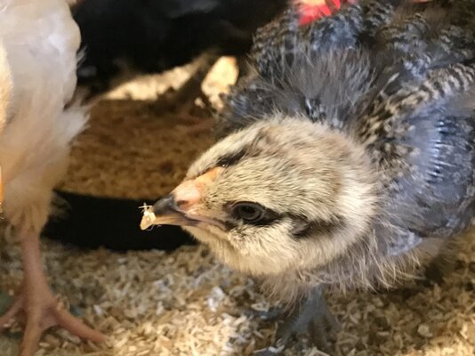 Curved Beak | BackYard Chickens - Learn How to Raise Chickens