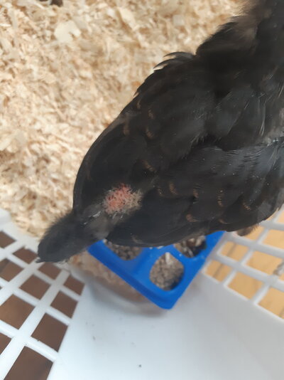 Worried! | BackYard Chickens - Learn How to Raise Chickens