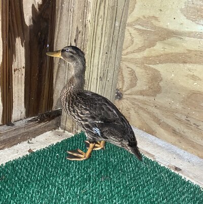 Angel wing in mallard duckling? | BackYard Chickens - Learn How to ...