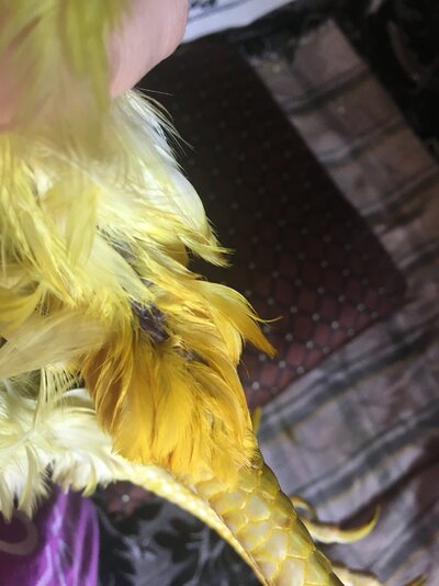 Rooster injured his knee | BackYard Chickens - Learn How to Raise Chickens