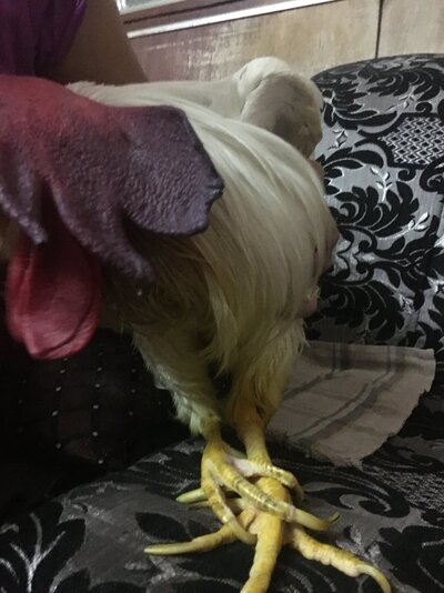 Rooster injured his knee | BackYard Chickens - Learn How to Raise Chickens