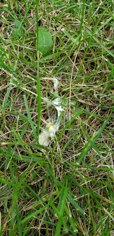 Abscess?? Injury?? Infection?? On my Ayams back left rump. | Page 2 ...