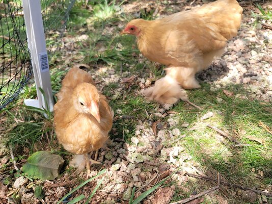 Bantam Cochin Pullets? | BackYard Chickens - Learn How to Raise Chickens